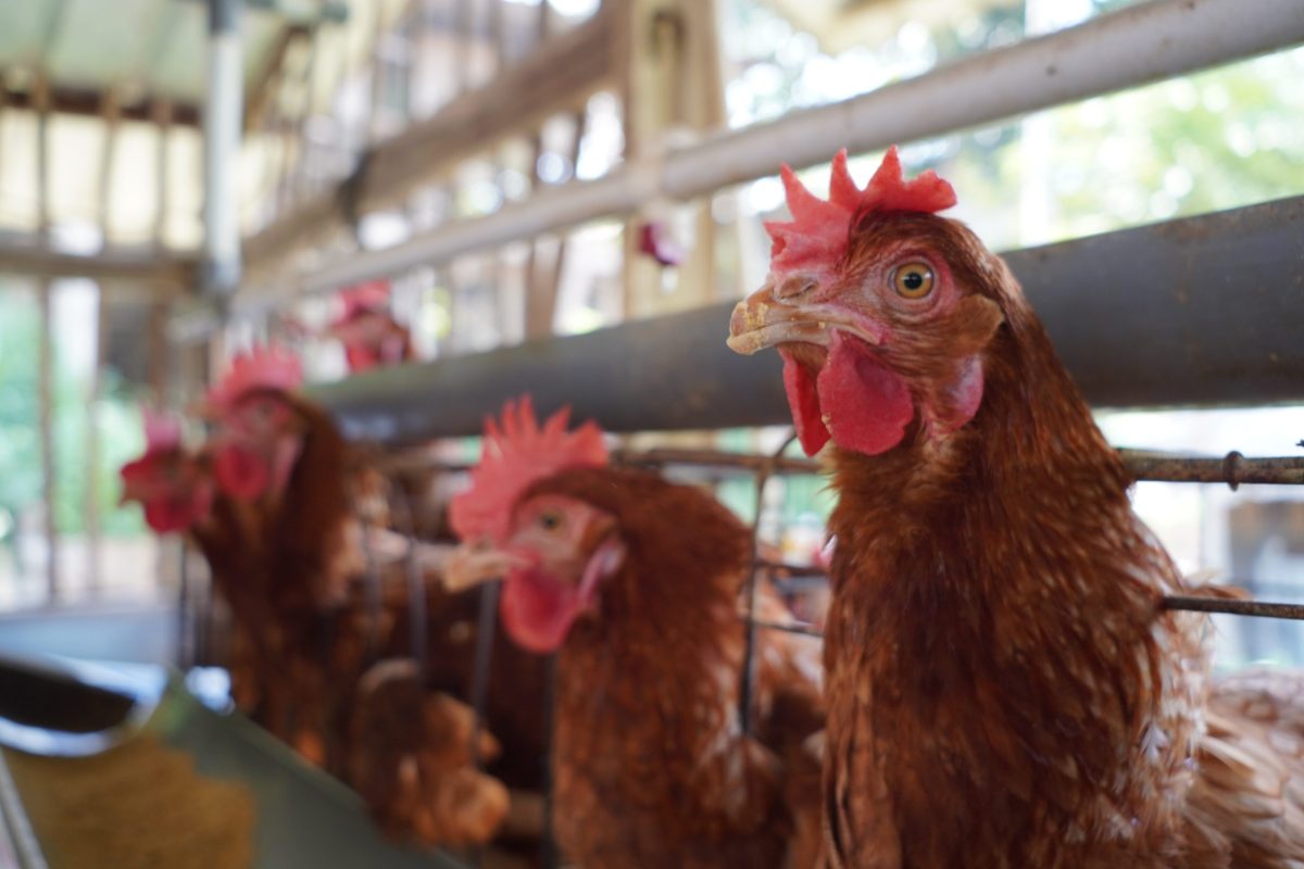 Panduan Membangun Kandang Ayam Petelur yang Ideal untuk Hasil Maksimal – Kandang Ternak Indonesia